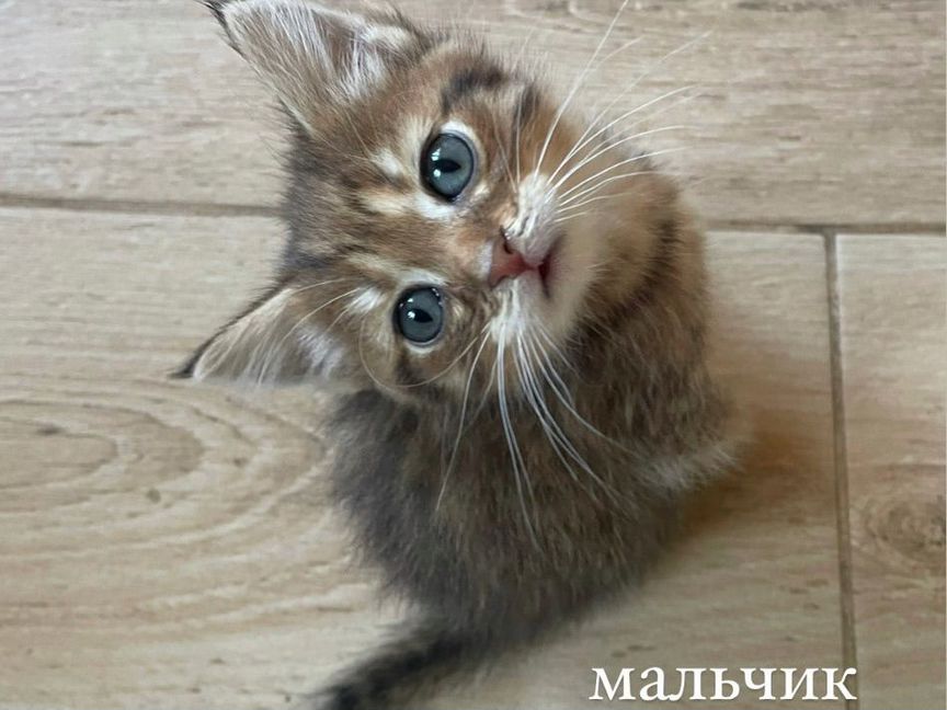 Котята от золотистой шиншиллы