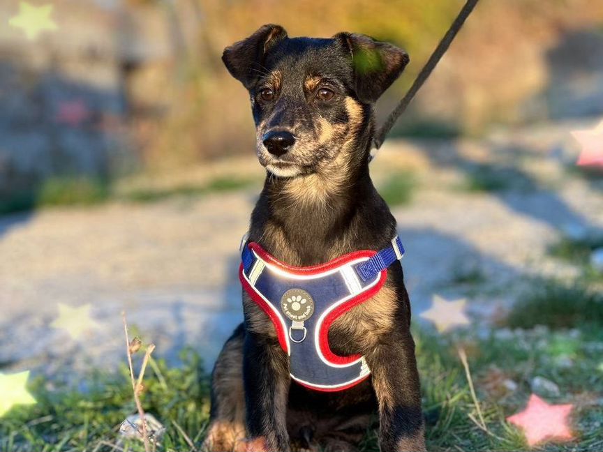 Очаровательный щенок ищет семью