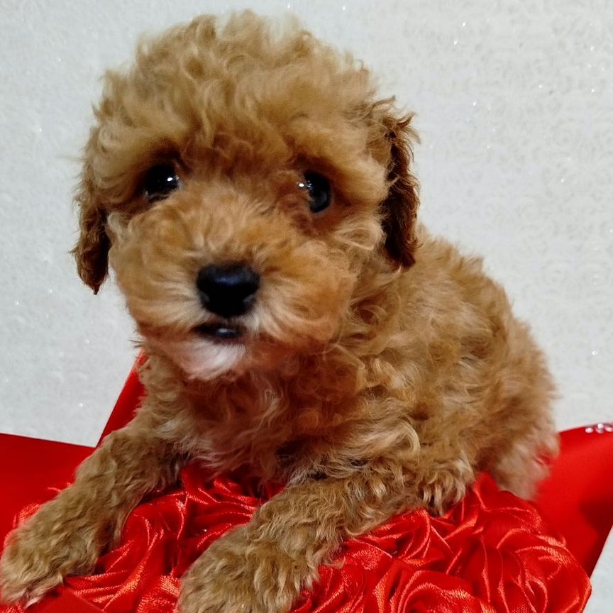 Карликовый пудель, щенок