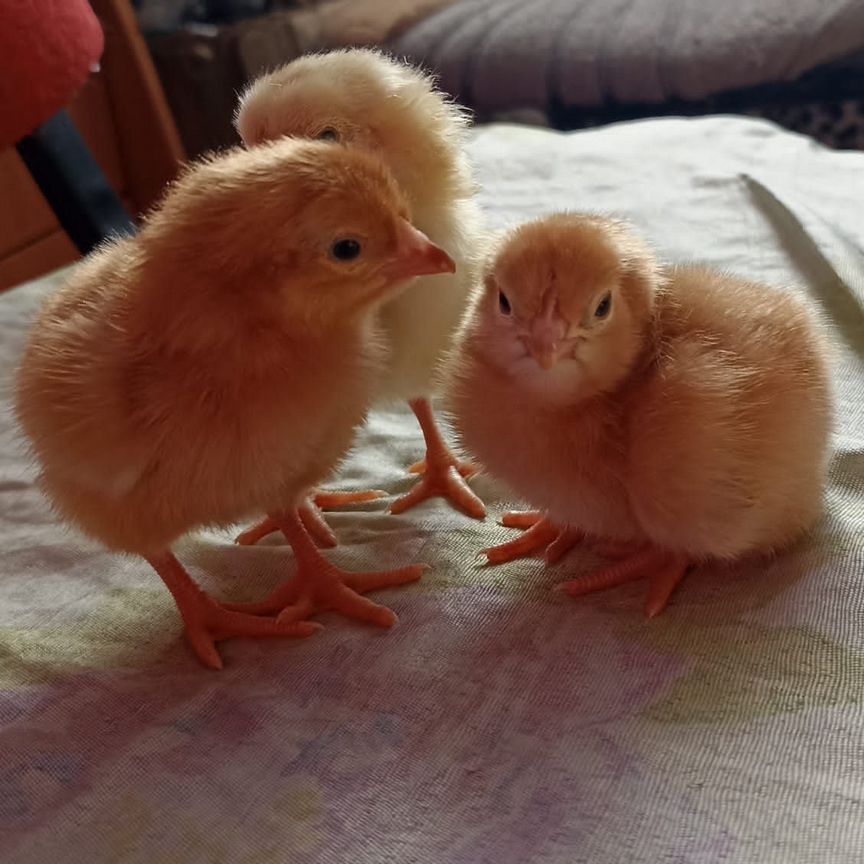Цыплята несушки