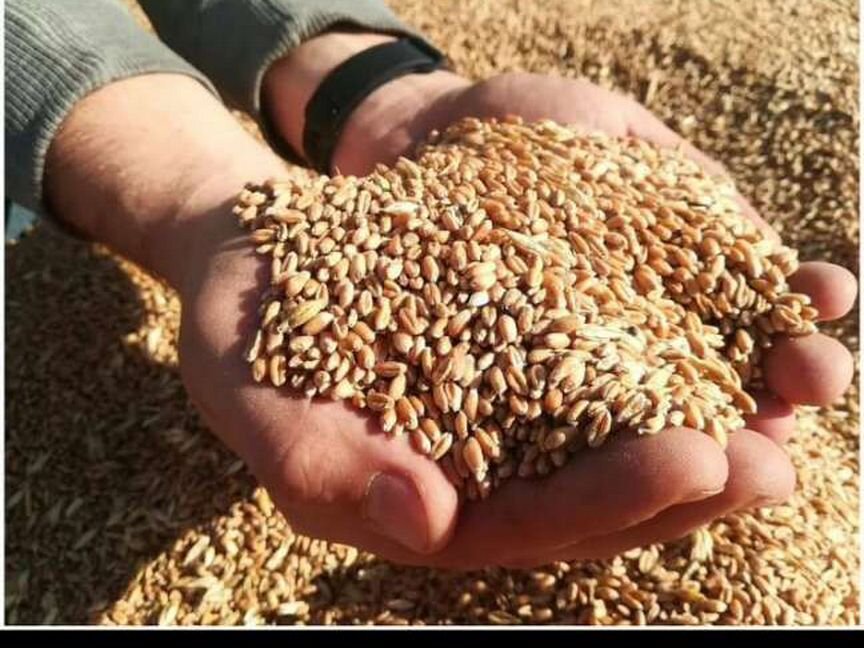 Солома, пшеница, семена люцерны