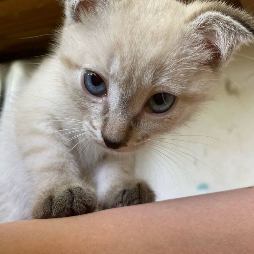 Кошечка