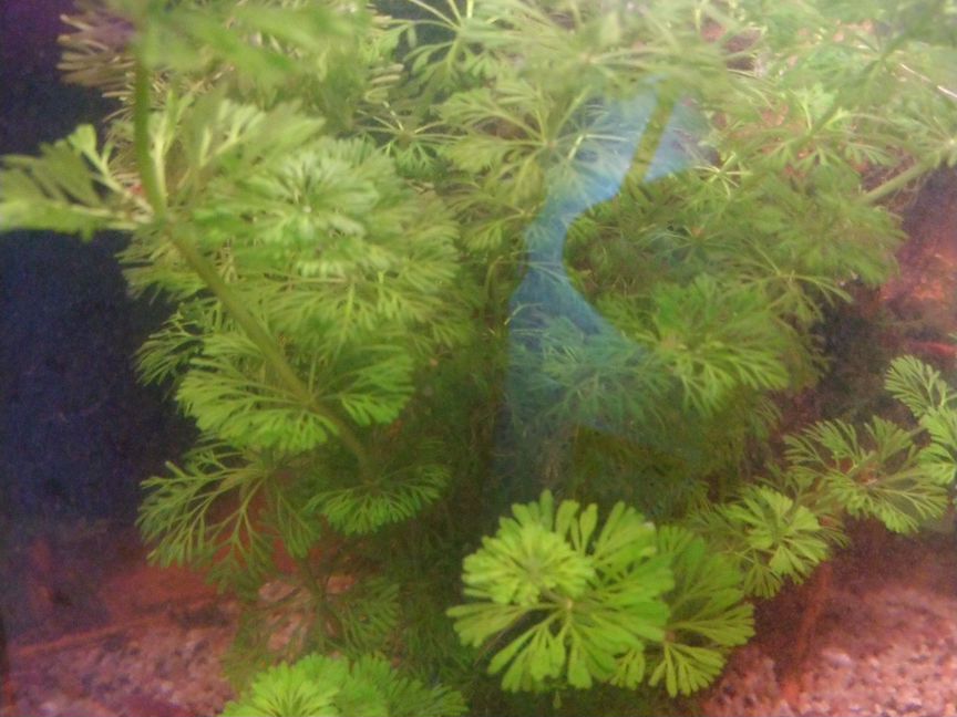 Свежая прополка