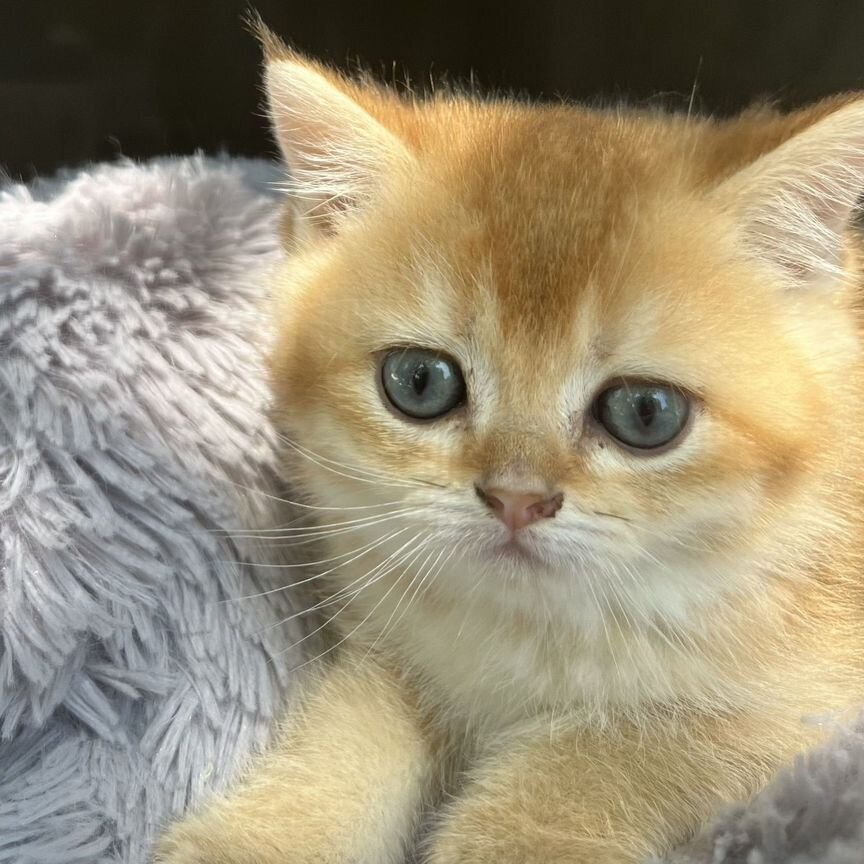 Британские котята золотая шиншилла