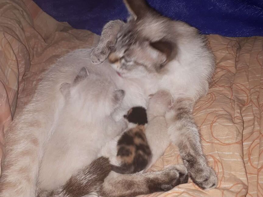 Кошка в дар бесплатно