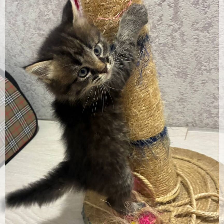 Сибирский котёнок