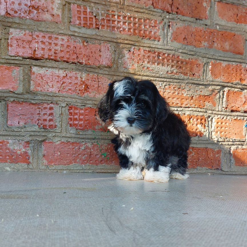 Мальтипу ф1 парень