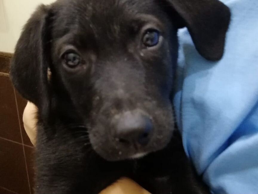 Щенки похожи на лабрадора