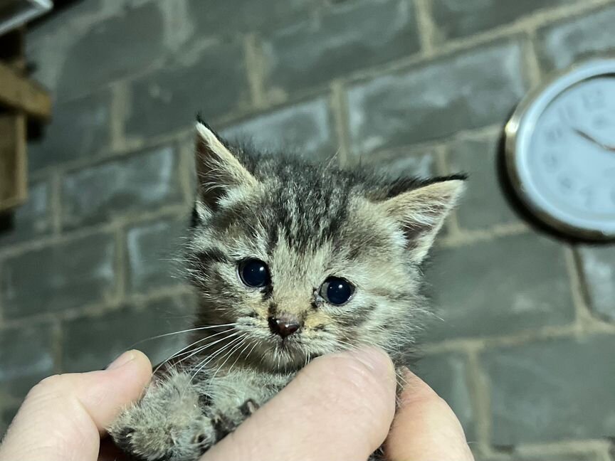 Новогоднее чудо - забавные пушистики