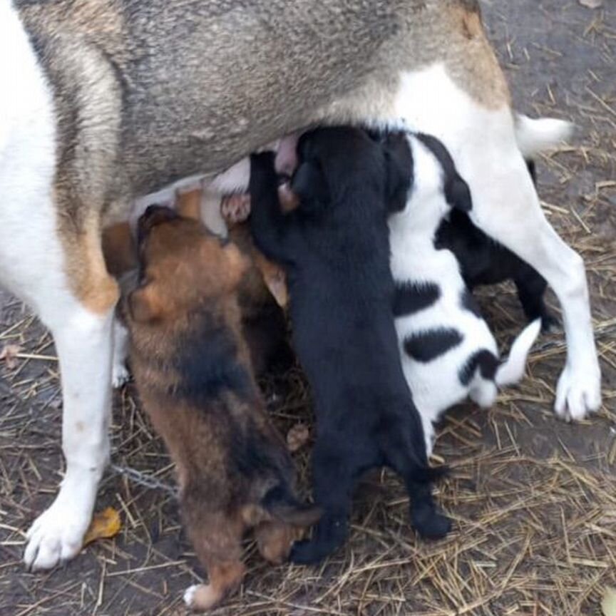 Щенок в добрые руки