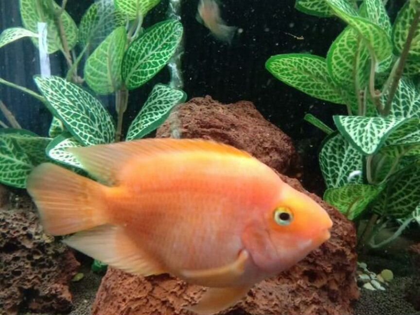 Трехгибридный попугай