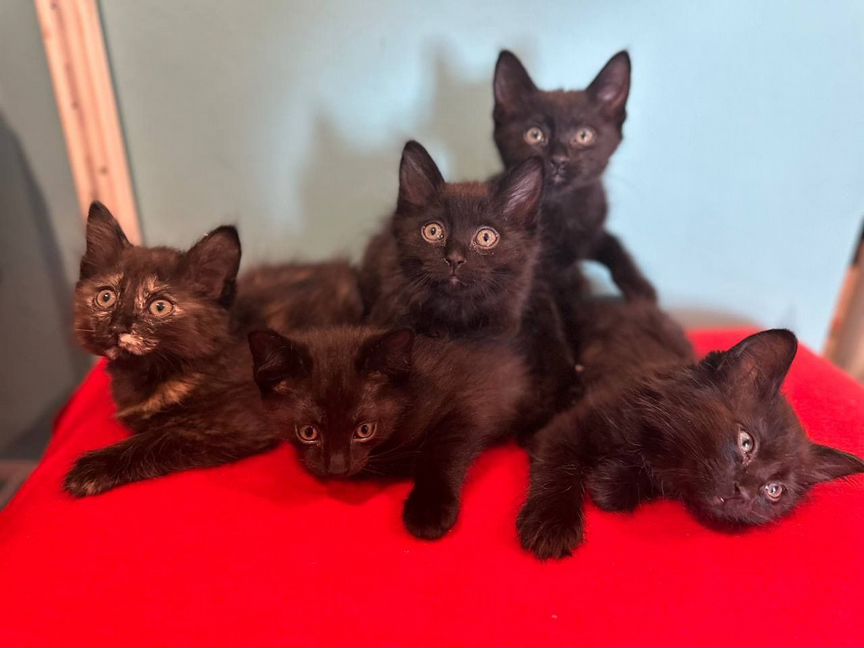 Котята с примесью ориентала