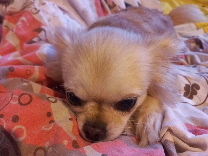 Собака чихуахуа мини