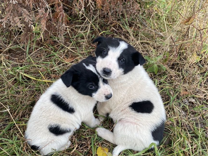 Щенки на опустевшей даче