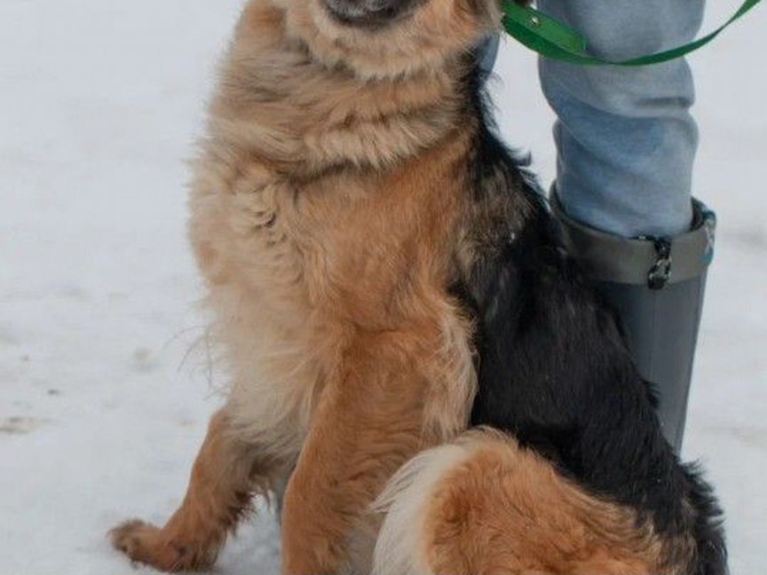 Миниатюрная Чиса в ожидании чуда