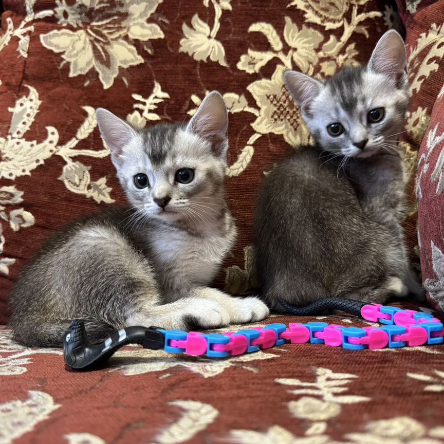 Британский короткошёрстный котёнок