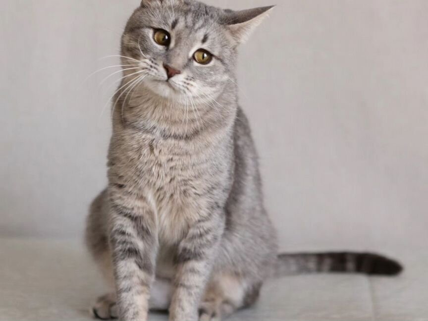 Венеция ищет дом, пока не стало поздно