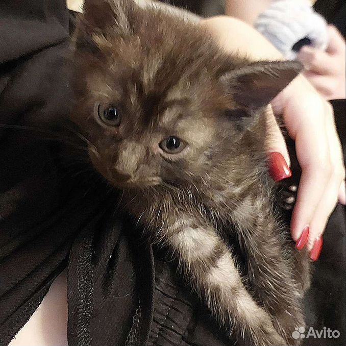 Милый котёнок бесплатно