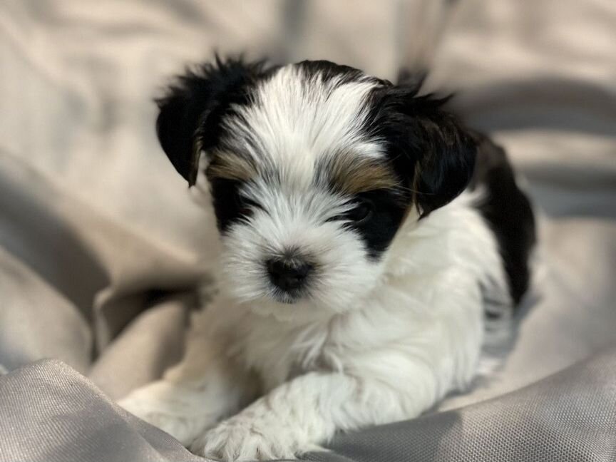 Щенки бивер йорка