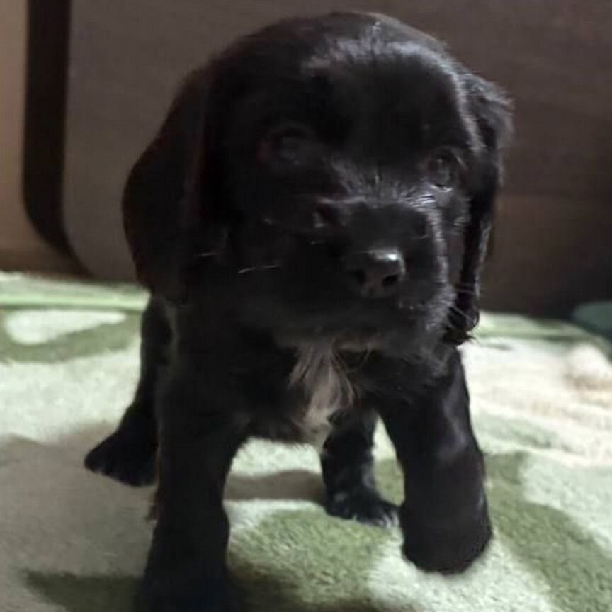 Русский охотничий спаниель, щенок