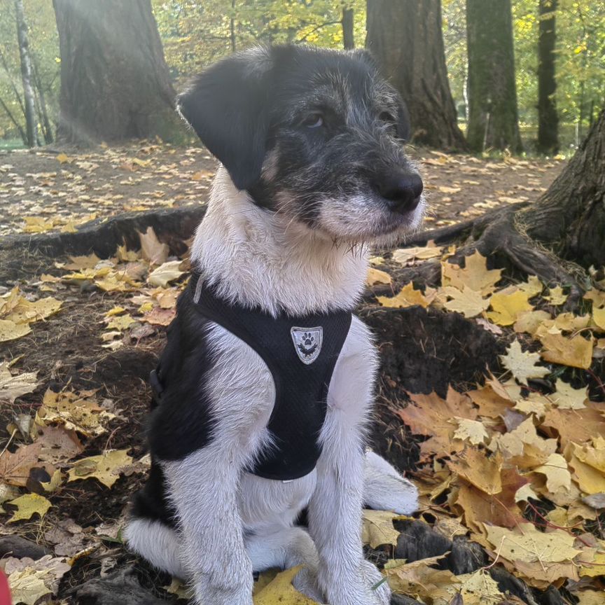 Собака щенок девочка