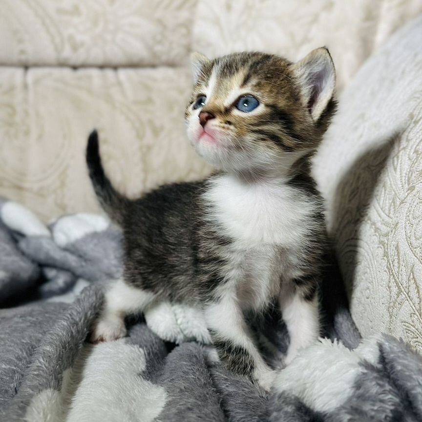 Котята в добрые руки (мальчик)