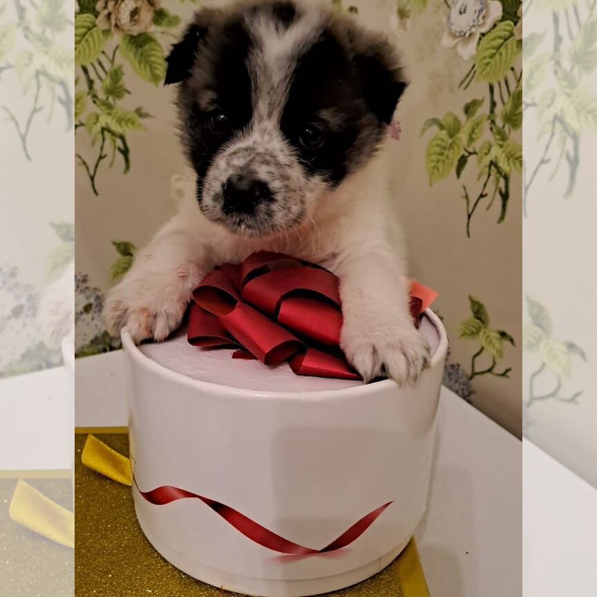 Кому маленького красотуна