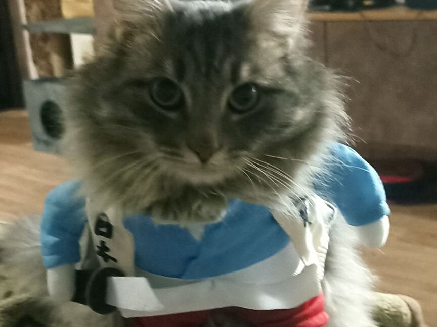 Кот молодой