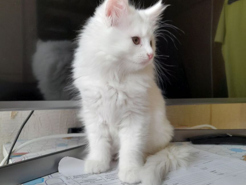 Белый ангорский котенок