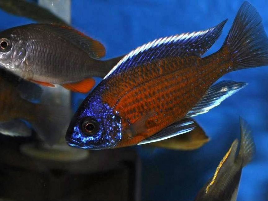 Цихлиды Каданго