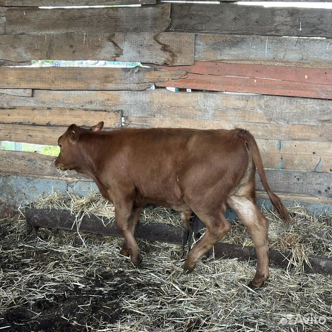 Телята бычки