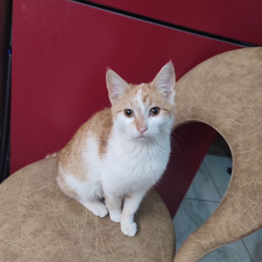 Котёнок в добрые руки