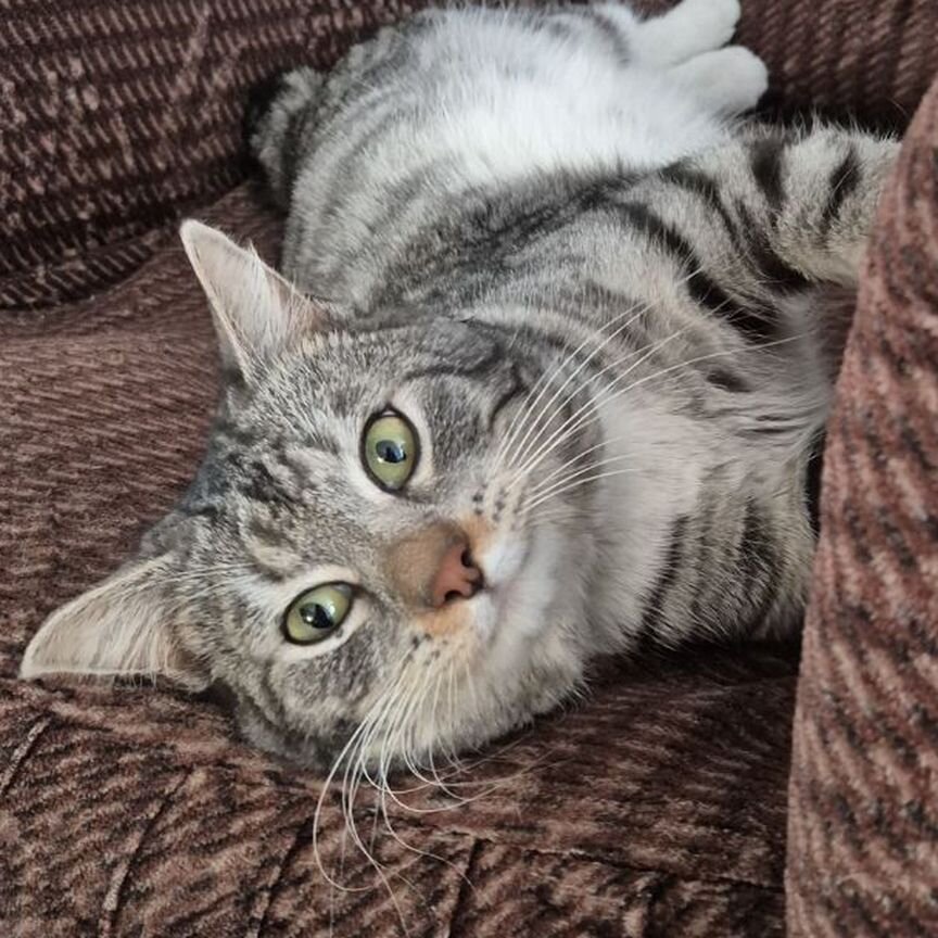 Курильский бобтейл короткошёрстный, взрослый кот