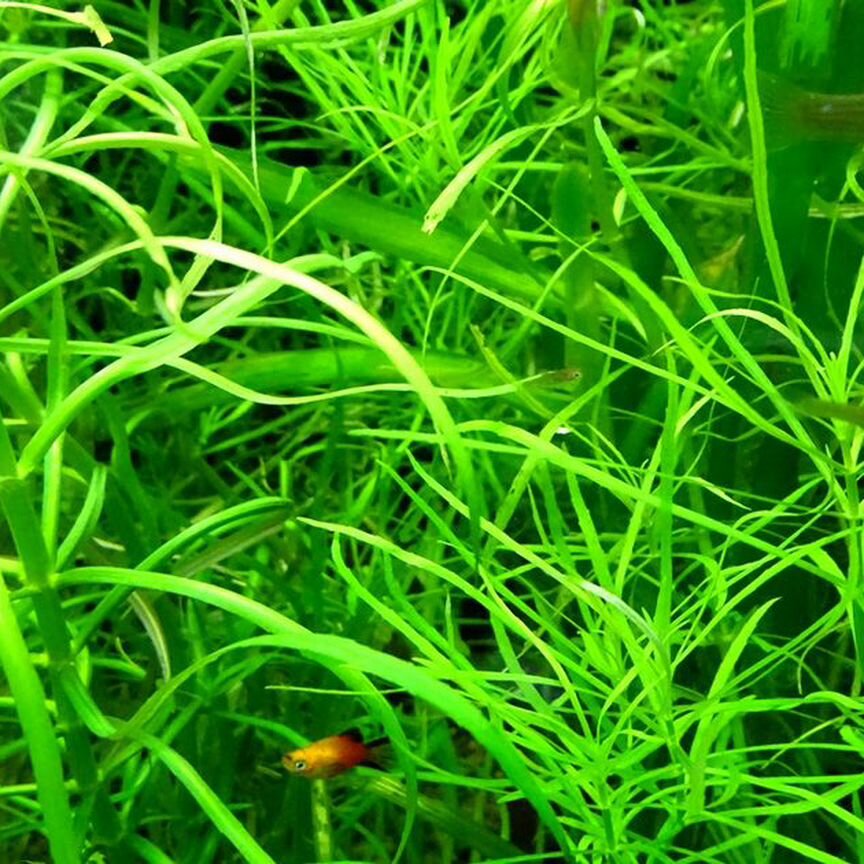 Погостемон октопус