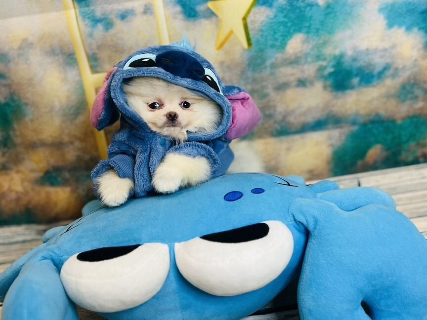 Померанский шпиц микро