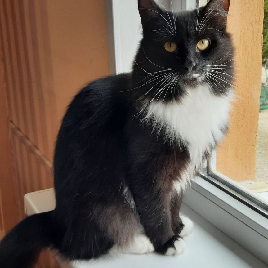 Тася в поисках дома