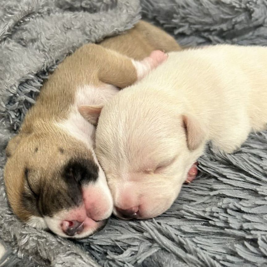 Американский стаффордширский терьер, щенок