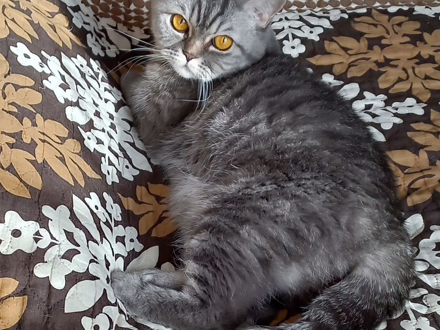 Кошка британская короткошерстная