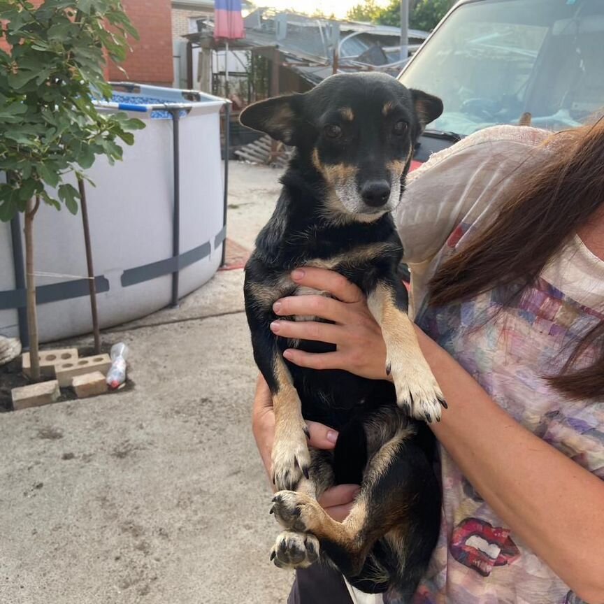 Маленькая собачка в добрые руки