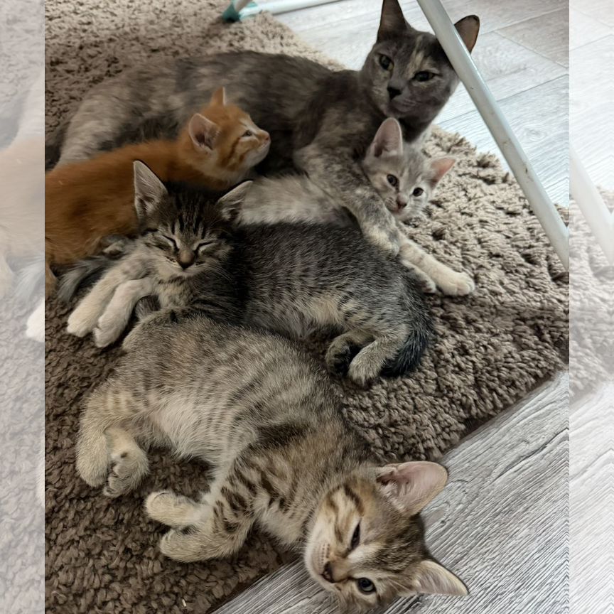 Котёнок в добрые руки