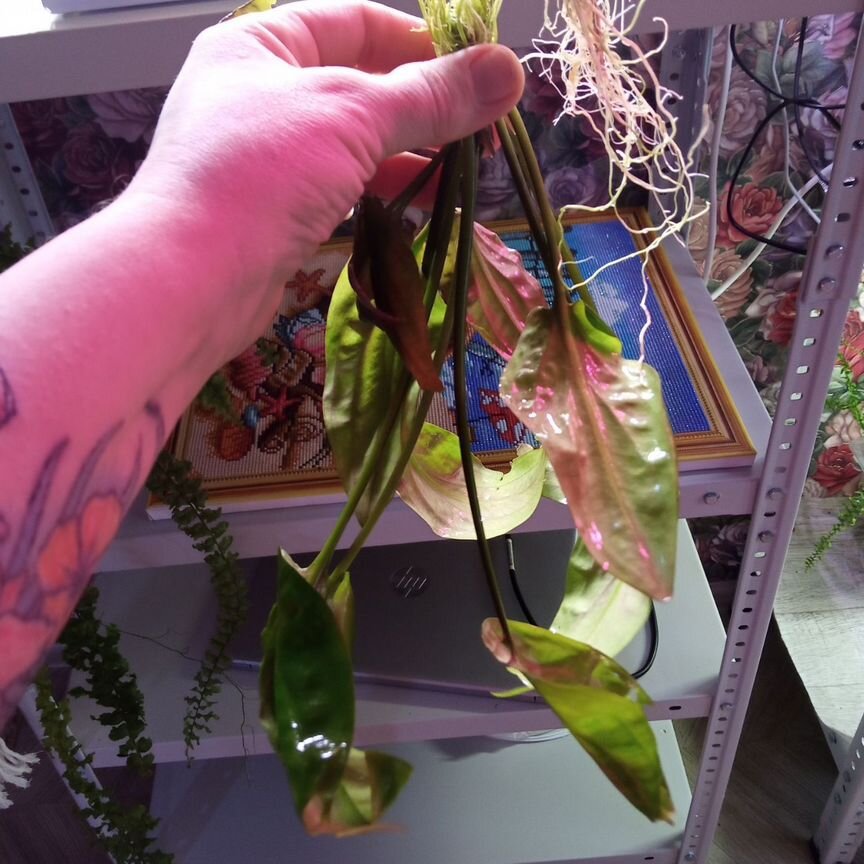 Для аквариума растения