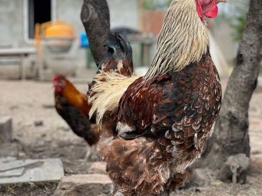 Инкубационное яйцо Брама