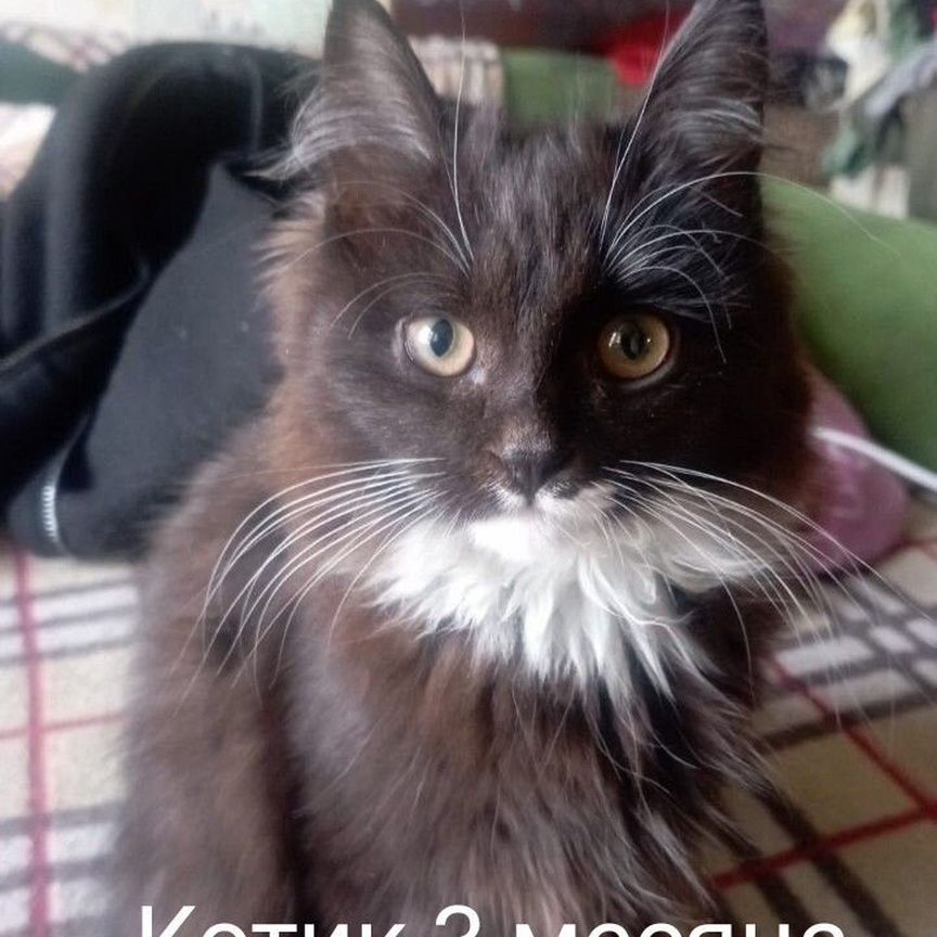 В добрые руки котята: умер хозяин