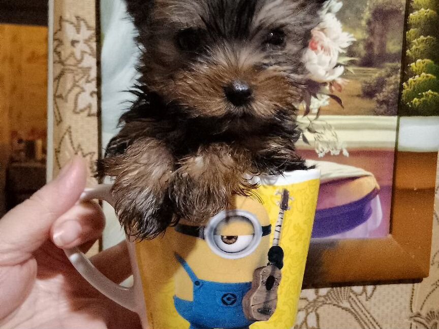 Мини Йоркширский терьер