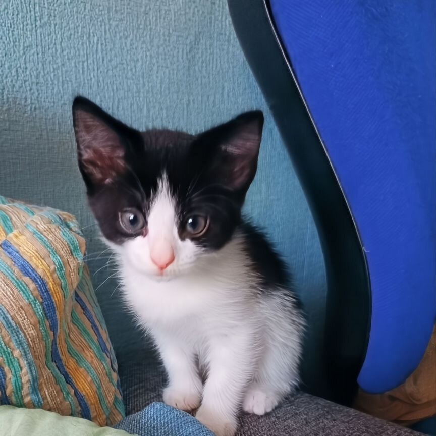 Котёнок в добрые руки