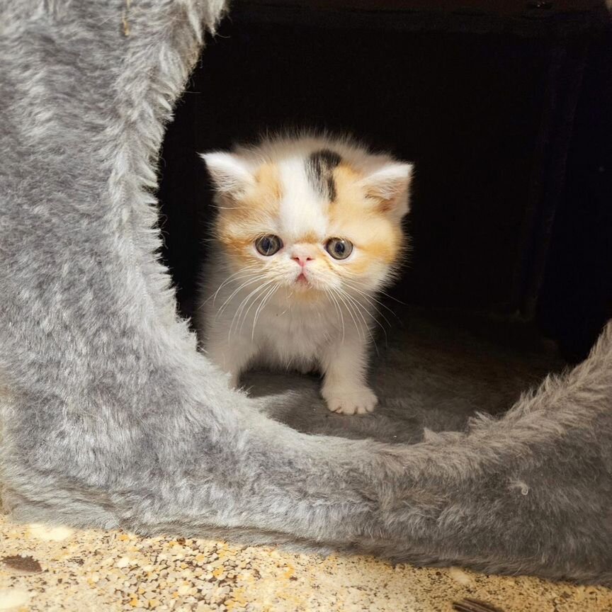 Экзотические котята