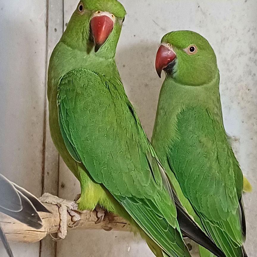 Ожереловый попугай