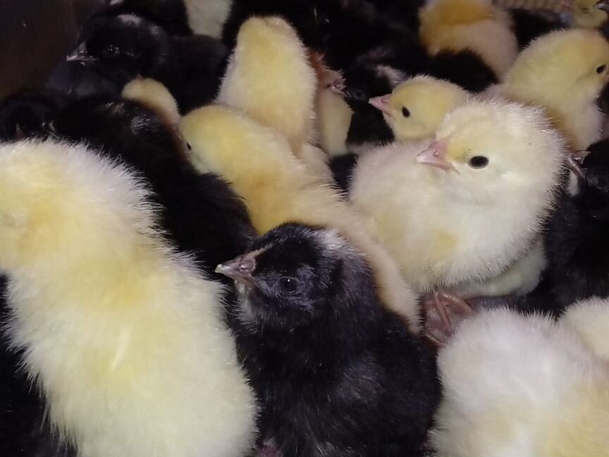 Цыплята мясо-яичные породы: Плимутрок, Адлерская