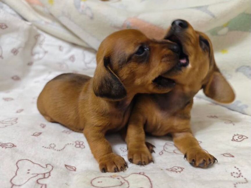 Кроличья такса