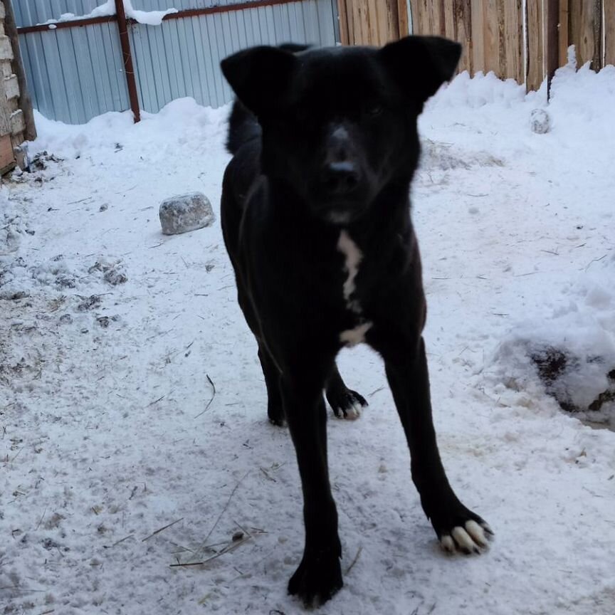 Взрослая собака в добрые руки